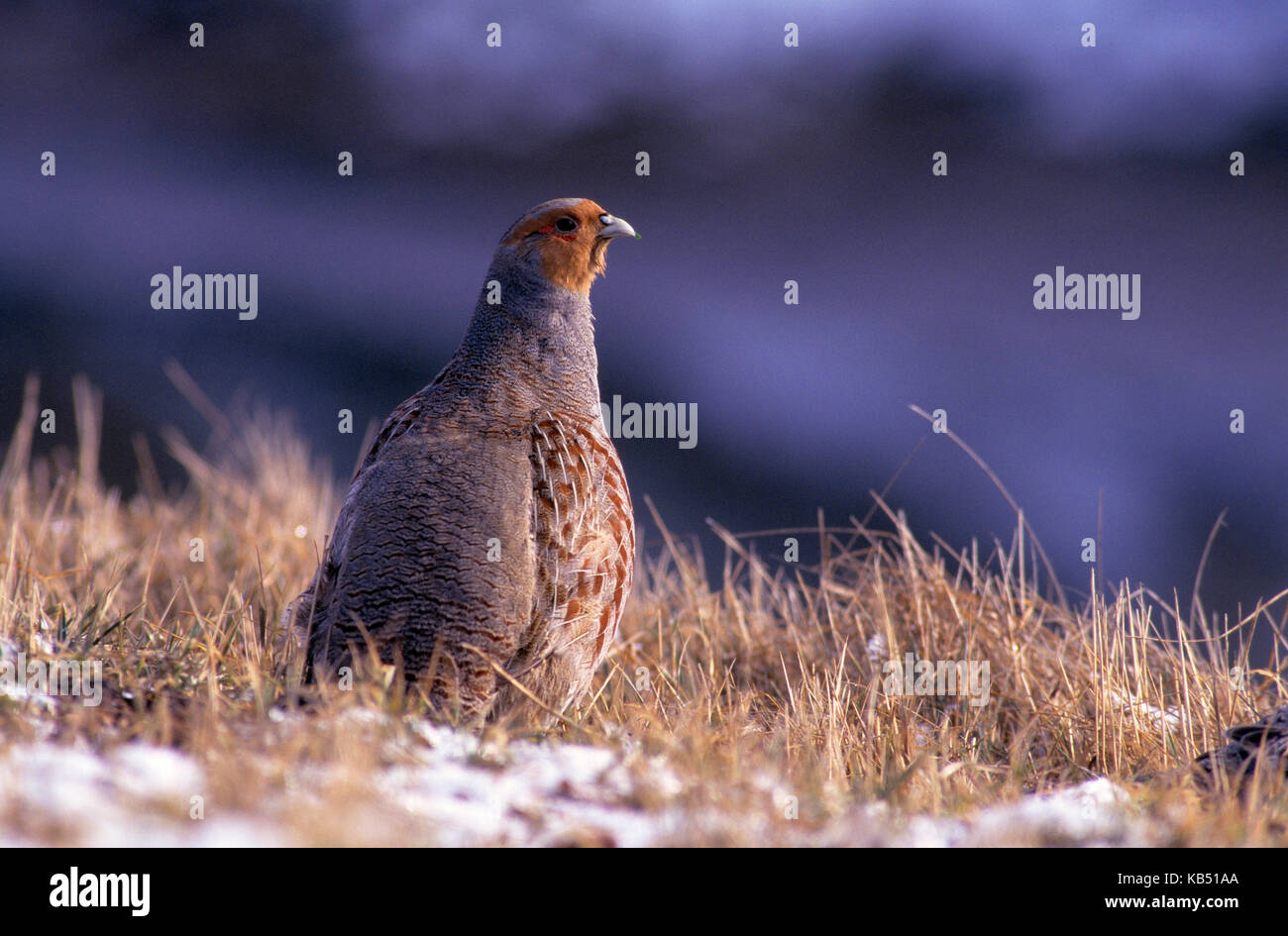 European Partridge (Perdix perdix) standing in field, Europe, The ...