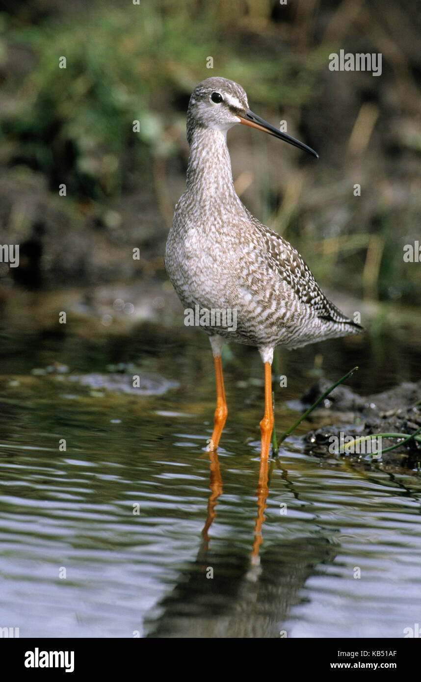 Spotted Redshank (Tringa erythropus) standing in shallow water, Europe ...