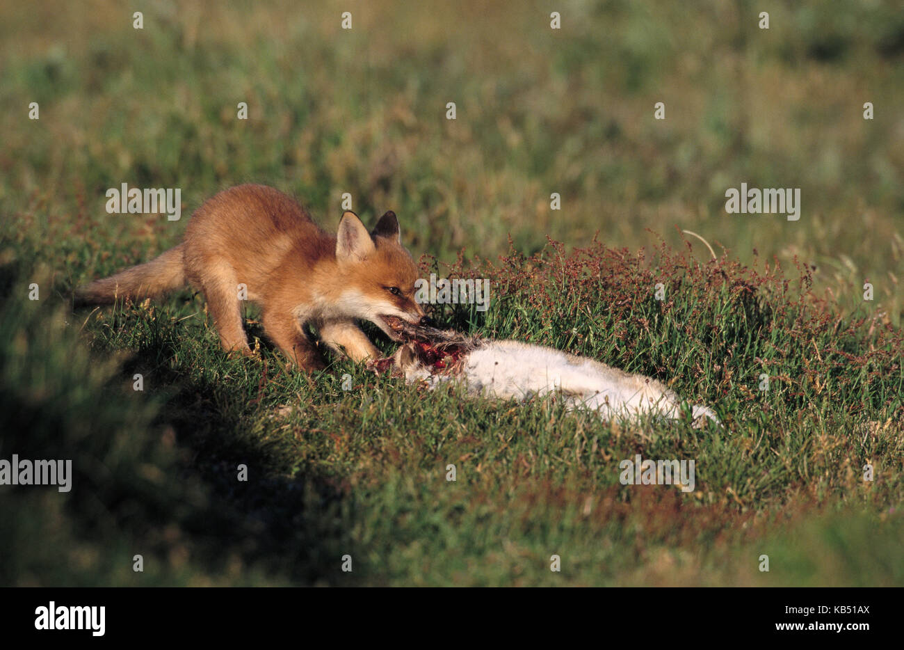 Profile of red fox hi-res stock photography and images - Alamy
