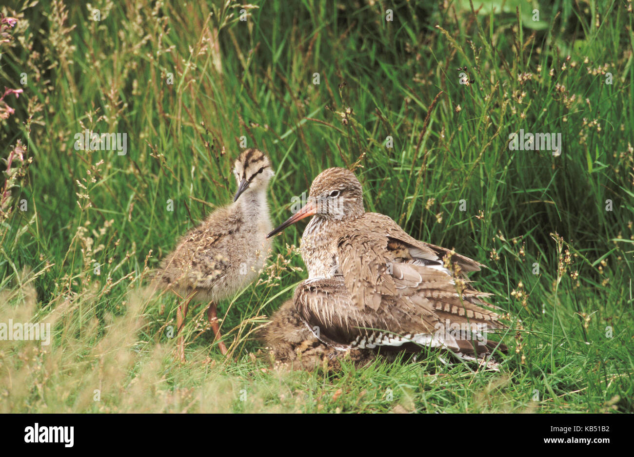 Three animals portrait hi-res stock photography and images - Alamy