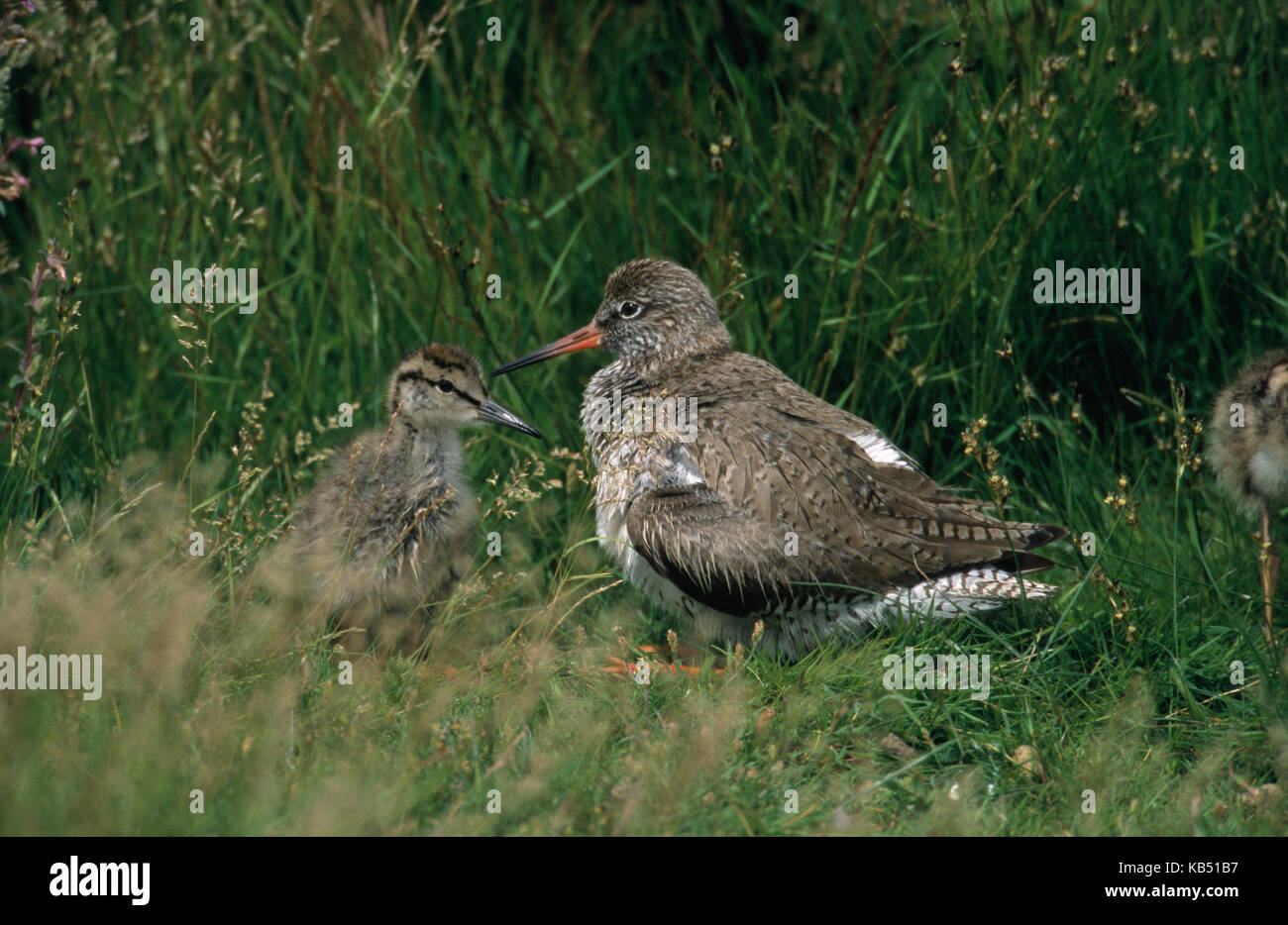 Common Redshank (Tringa totanus) parent with chick, Europe, The ...