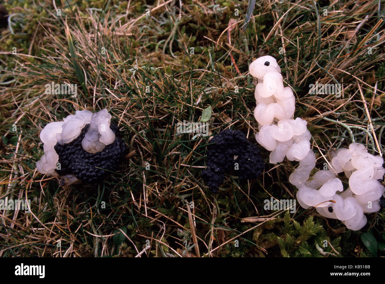 Common Buzzard (Buteo buteo) vomit, Europe, The Netherlands Stock Photo ...
