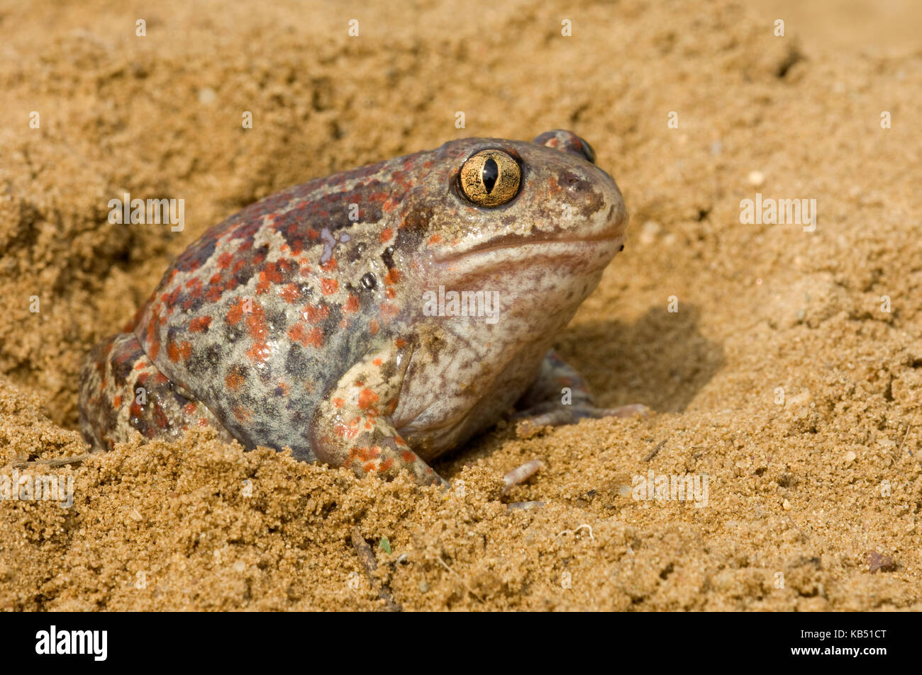Common Spadefoot (Pelobates fuscus) toad in sand, Hungary Stock Photo ...