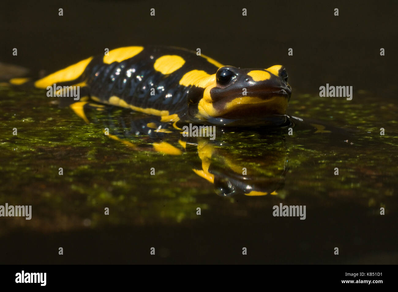 Fire Salamander (Salamandra salamandra) in shallow water, Allier ...