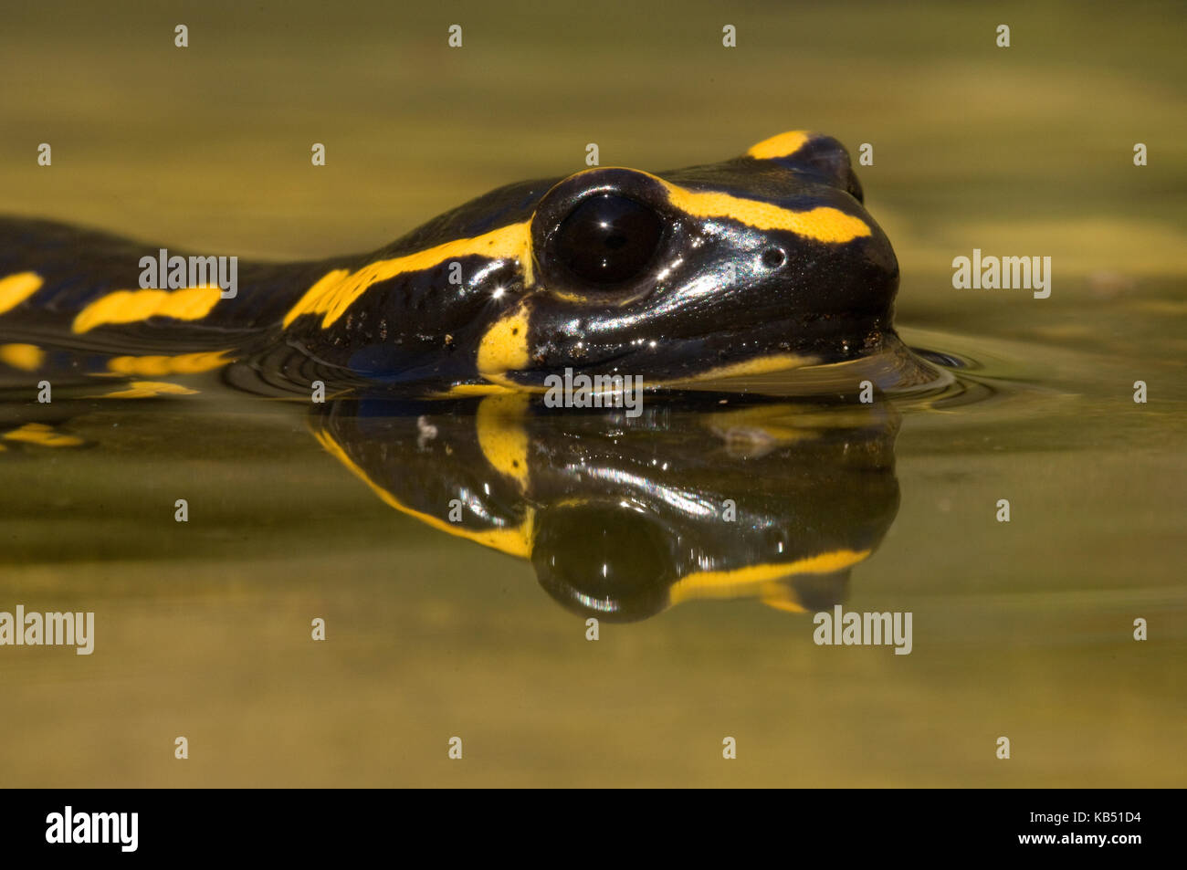 Fire Salamander (Salamandra salamandra) in water, Allier, France ...