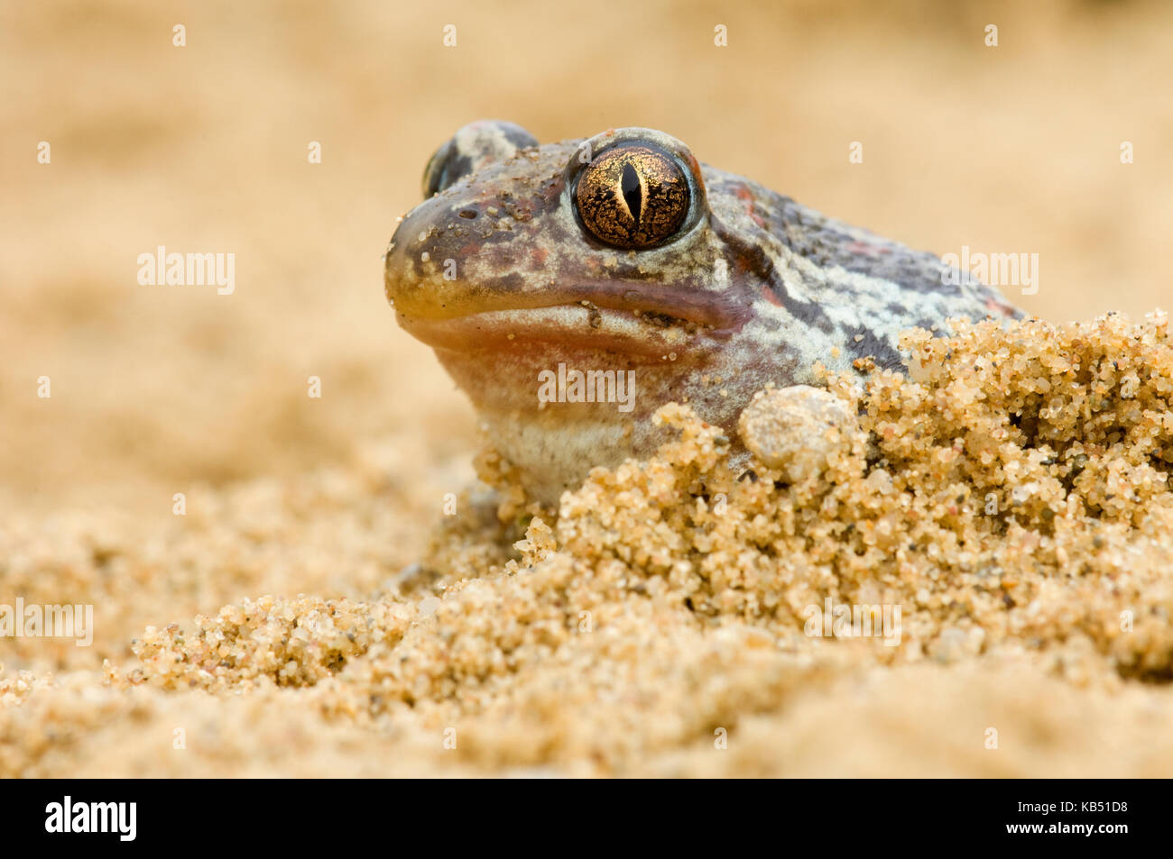 Toad in sand hi-res stock photography and images - Alamy