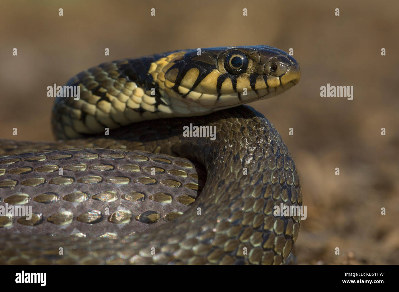 Grass Snake (Natrix natrix) portrait, Hungary Stock Photo - Alamy