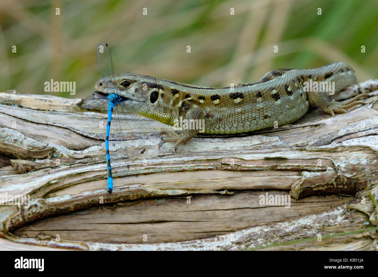 Sand Lizard (Lacerta agilis) eating damselfly, Zandvoort, The ...