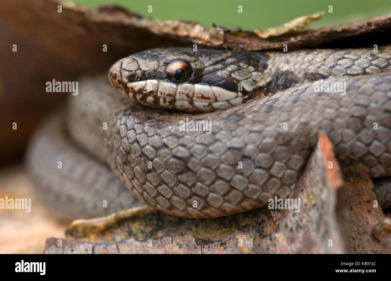 Smooth Snake (Coronella austriaca) juvenile hiding below bark, Allier ...