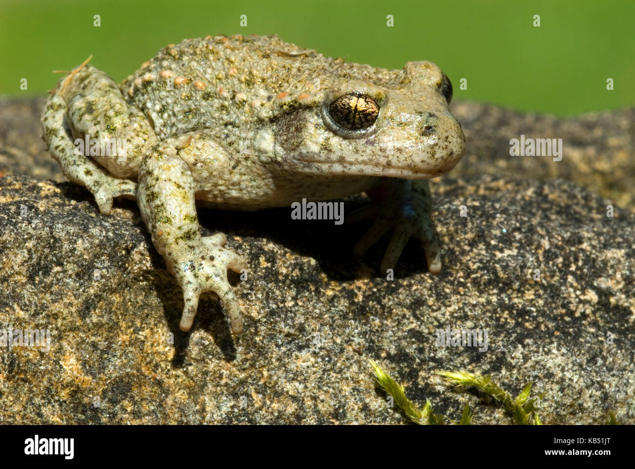 Midwife Toad (Alytes obstetricans), France Stock Photo - Alamy