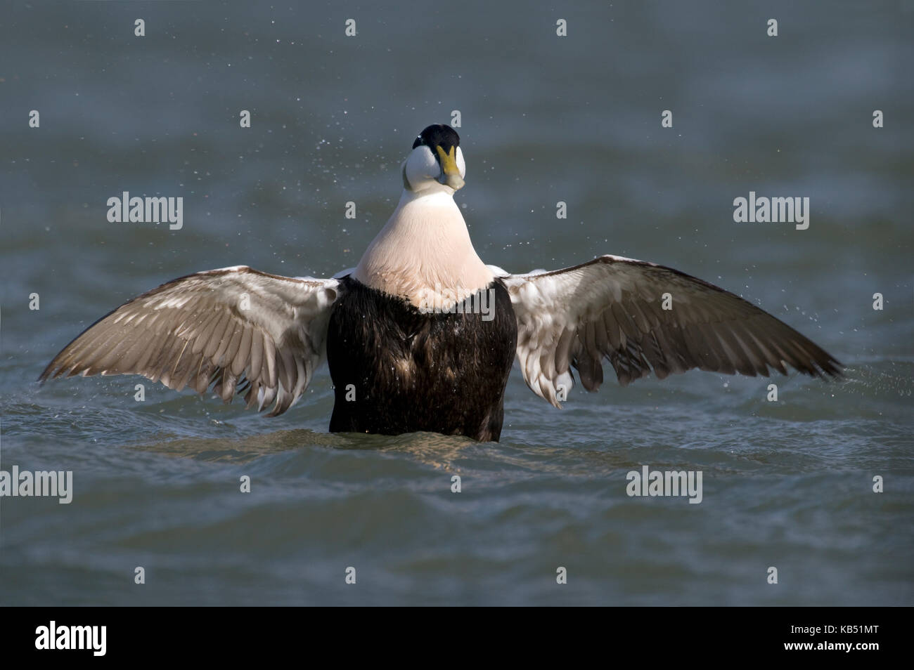 Common Eider (Somateria mollissima) male stretching wings, Den Oever ...