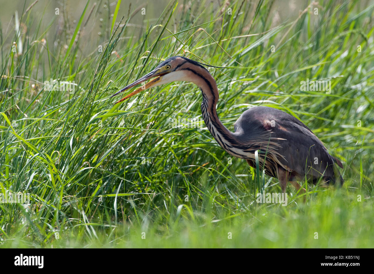 Purple Heron (Ardea purpurea) foraging, Hungary Stock Photo - Alamy