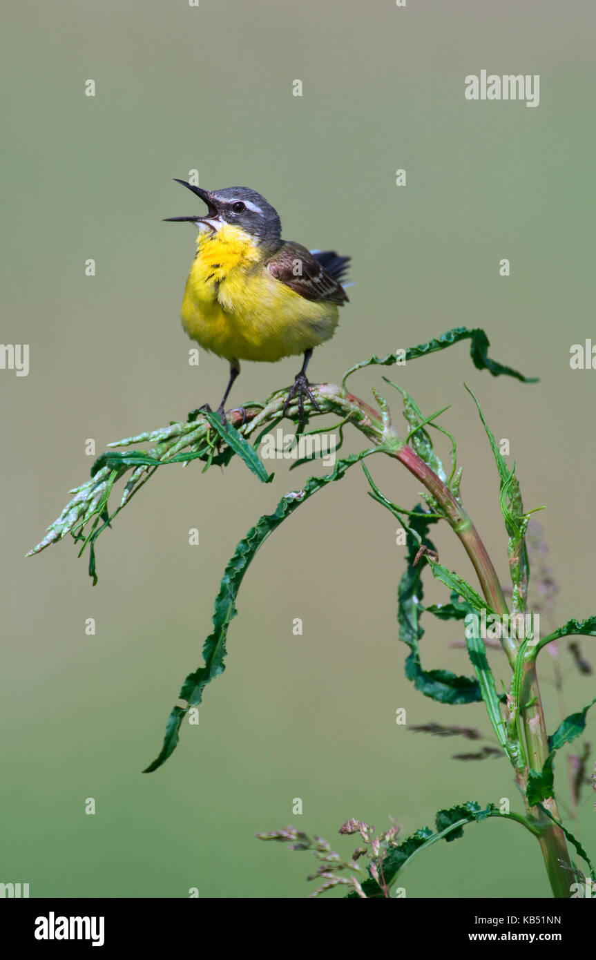 Blue-headed Wagtail (Motacilla flava) singing, Callantsoog, Noord-Holland, The Netherlands Stock ...