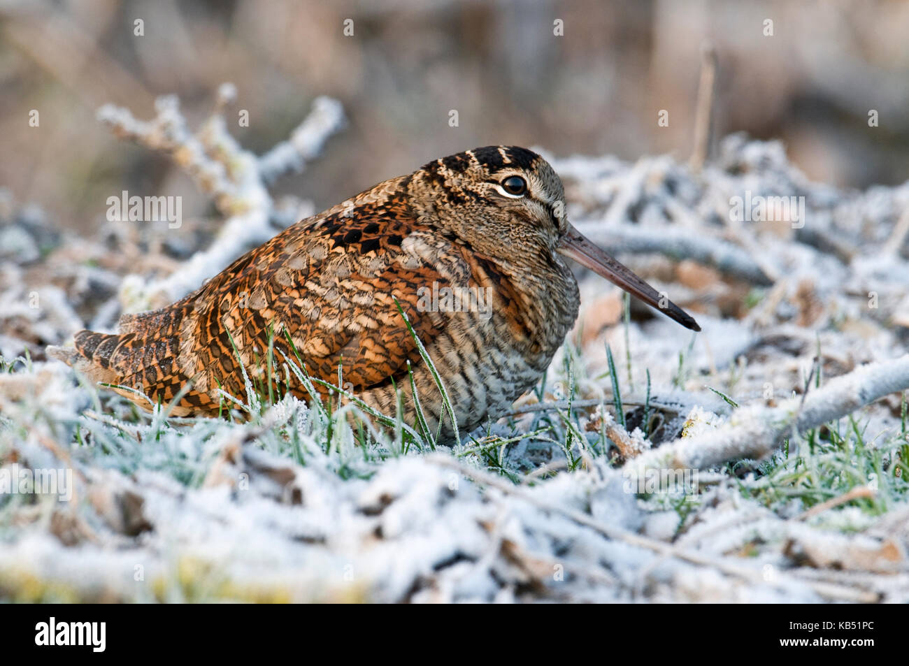 Eurasian Woodcock (Scolopax rusticola) amidst frost-covered vegetation ...