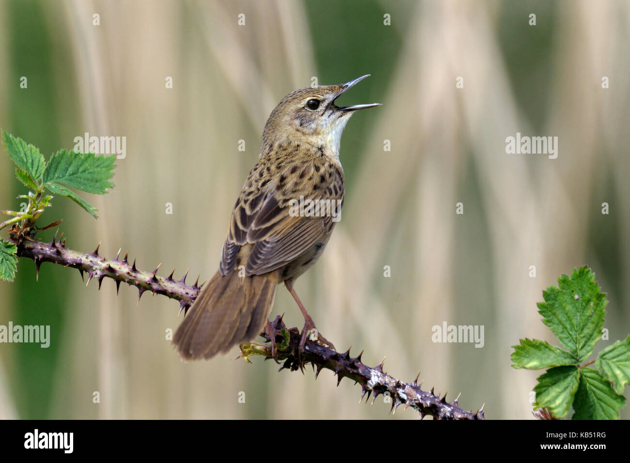 Grasshopper Warbler (Locustella naevia) singing, Noord-Holland, The ...