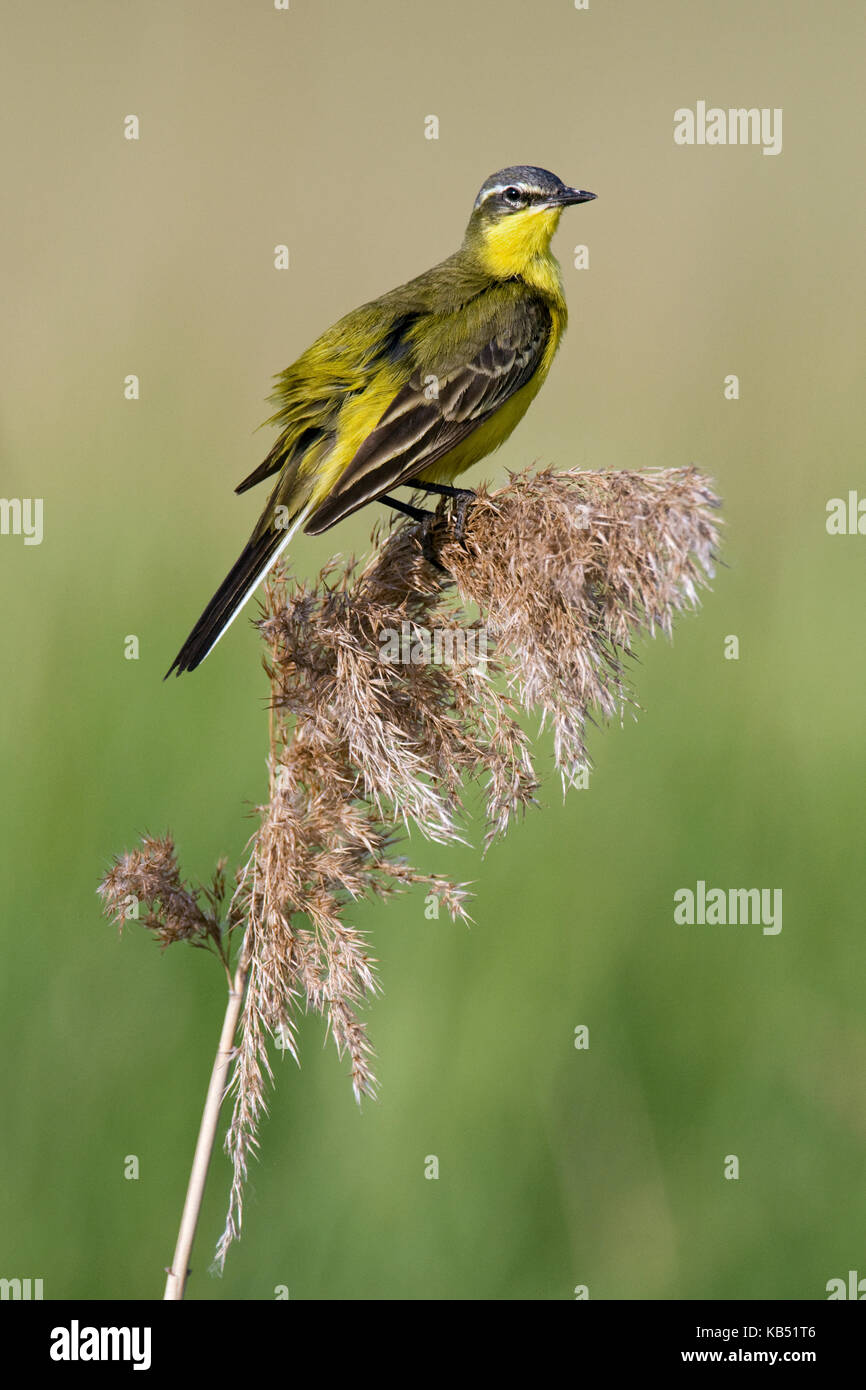 Blue-headed Wagtail (Motacilla flava) atop reed, Hungary Stock Photo - Alamy