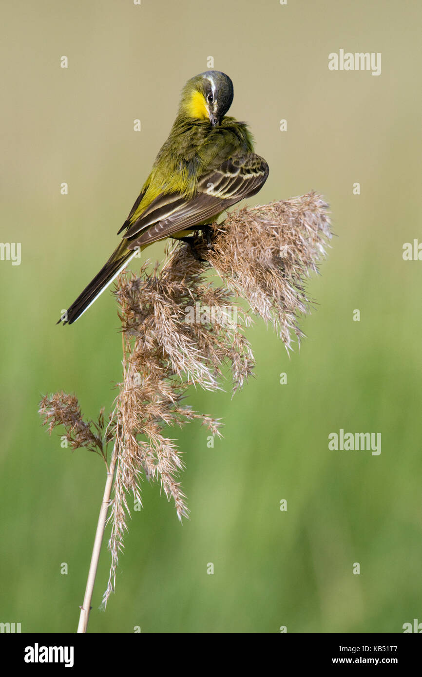 Blue-headed Wagtail (Motacilla flava) preening atop reed, Hungary Stock Photo - Alamy