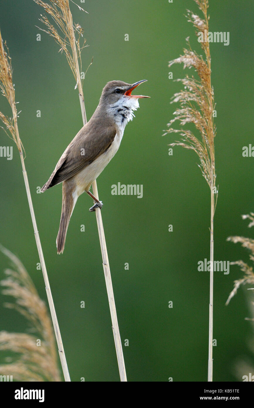 Great Reed-Warbler (Acrocephalus arundinaceus) singing on reed, Hungary Stock Photo - Alamy