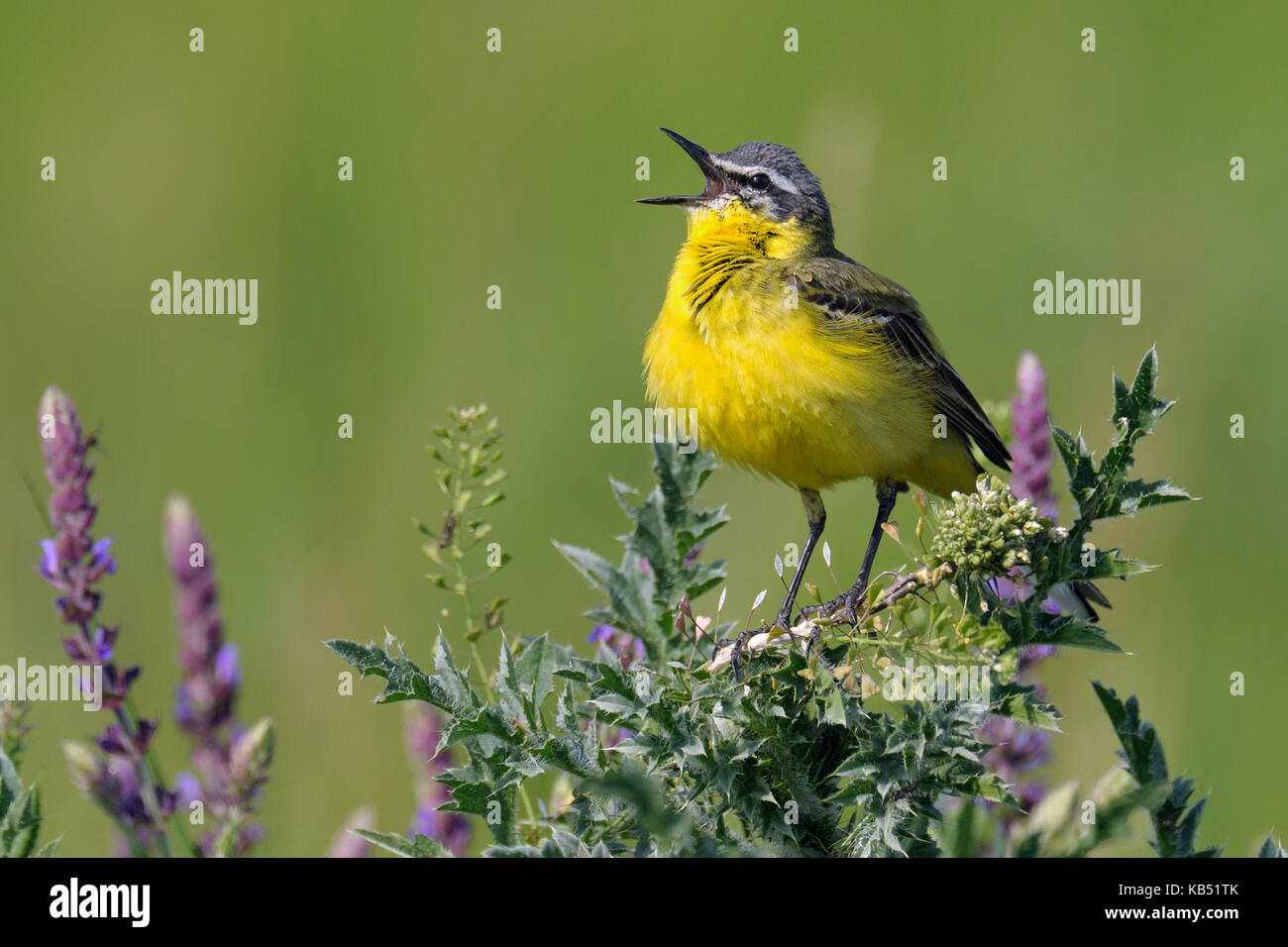 Blue-headed Wagtail (Motacilla flava) singing, Hungary Stock Photo - Alamy