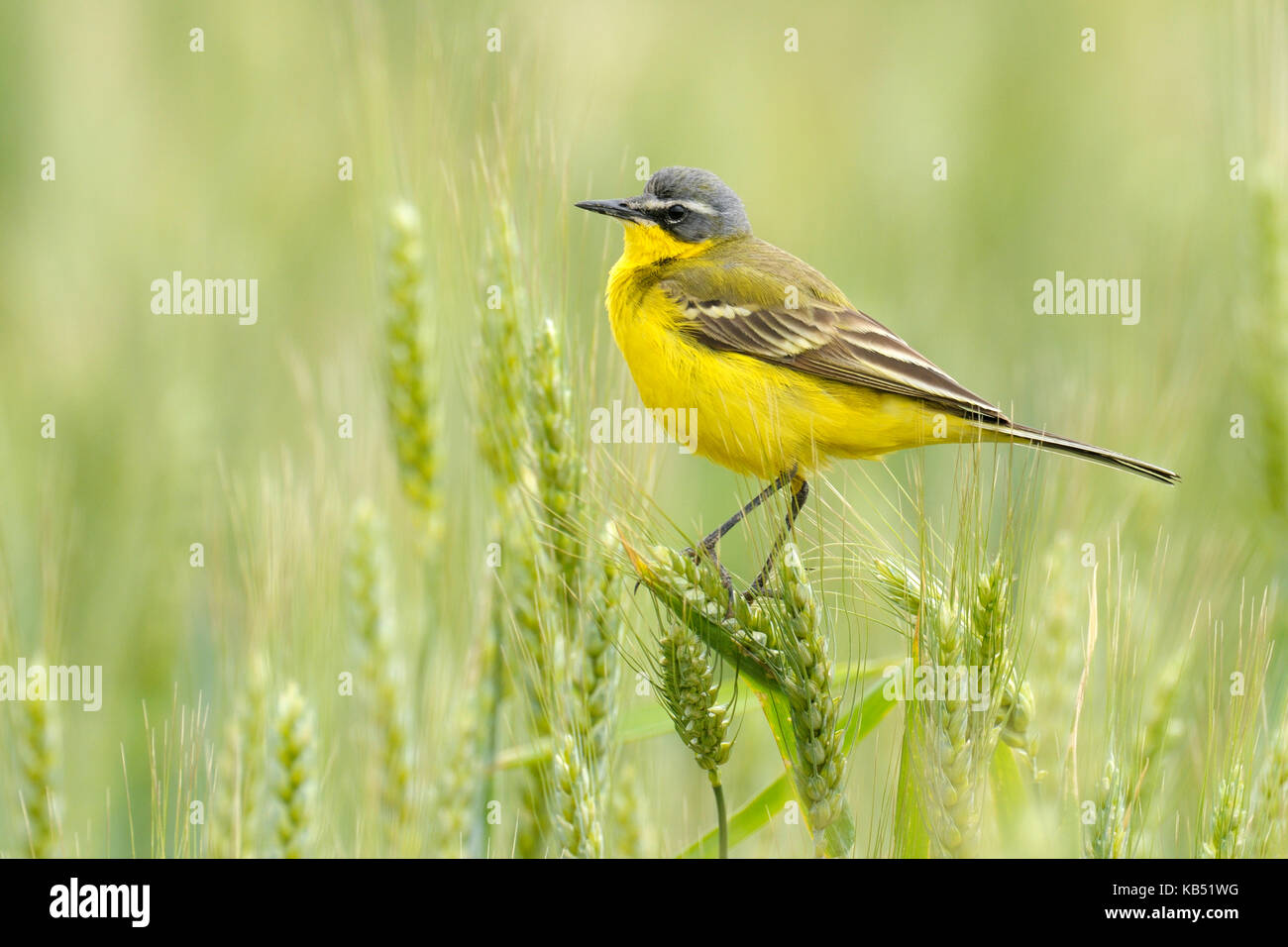 Blue-headed Wagtail (Motacilla flava) in wheat field, Hungary Stock Photo - Alamy