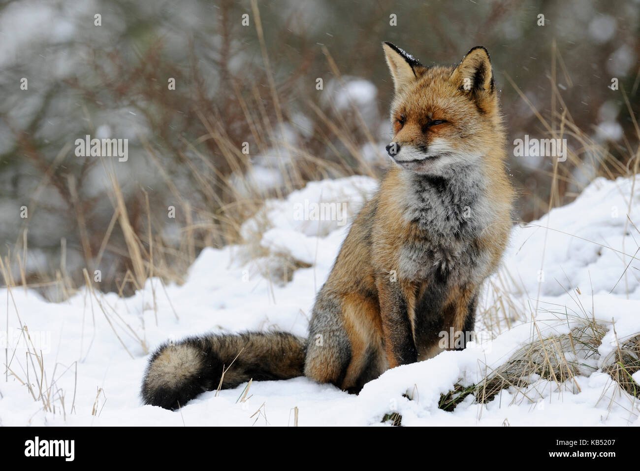 Red Fox (Vulpes vulpes) in snow, Noord-Holland, The Netherlands Stock ...