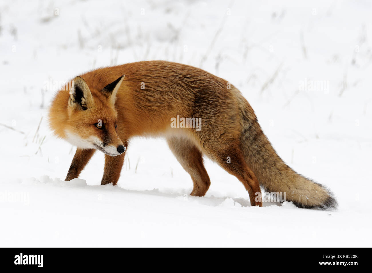 Red Fox (Vulpes vulpes) in snow, Noord-Holland, The Netherlands Stock ...