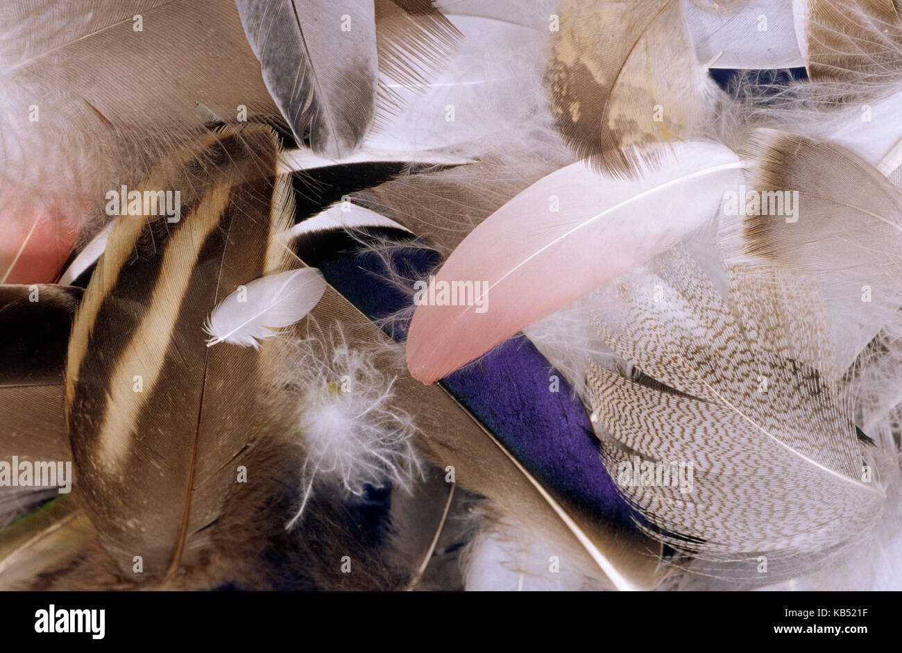 Collection of various feathers Stock Photo - Alamy