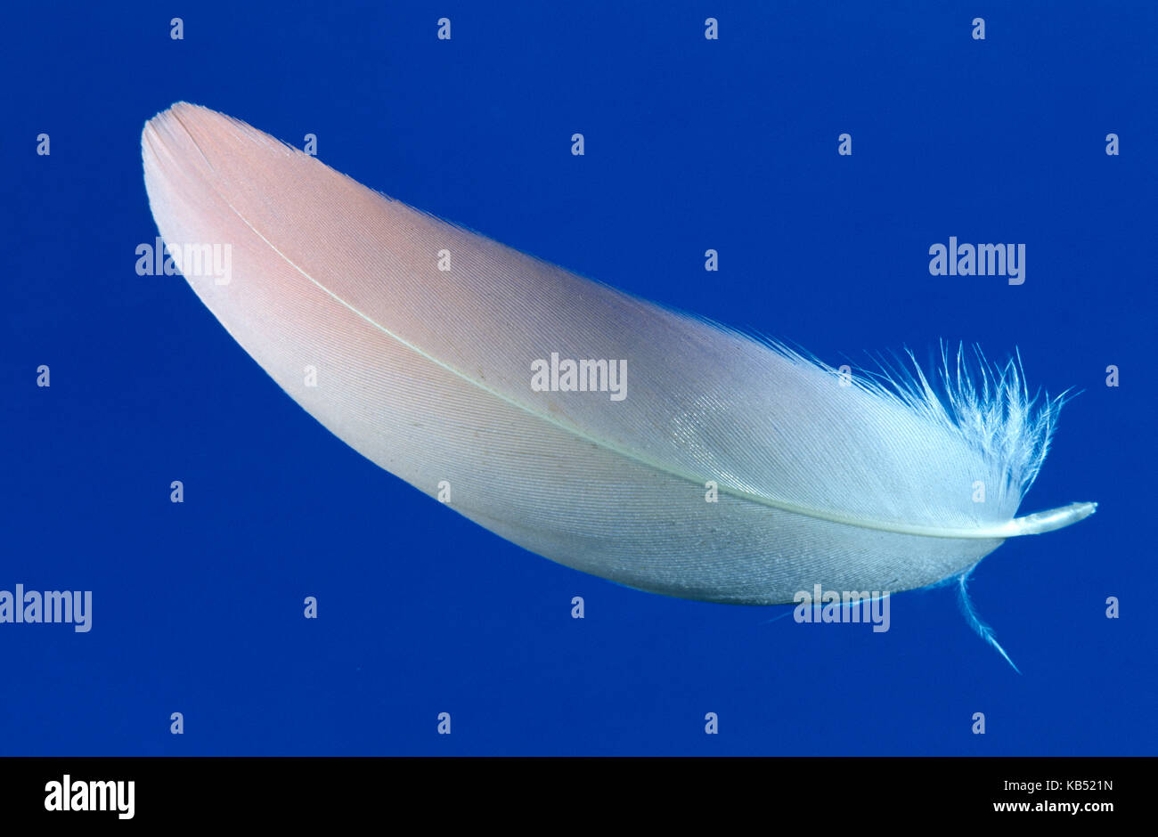 Shaft of feather hi-res stock photography and images - Alamy