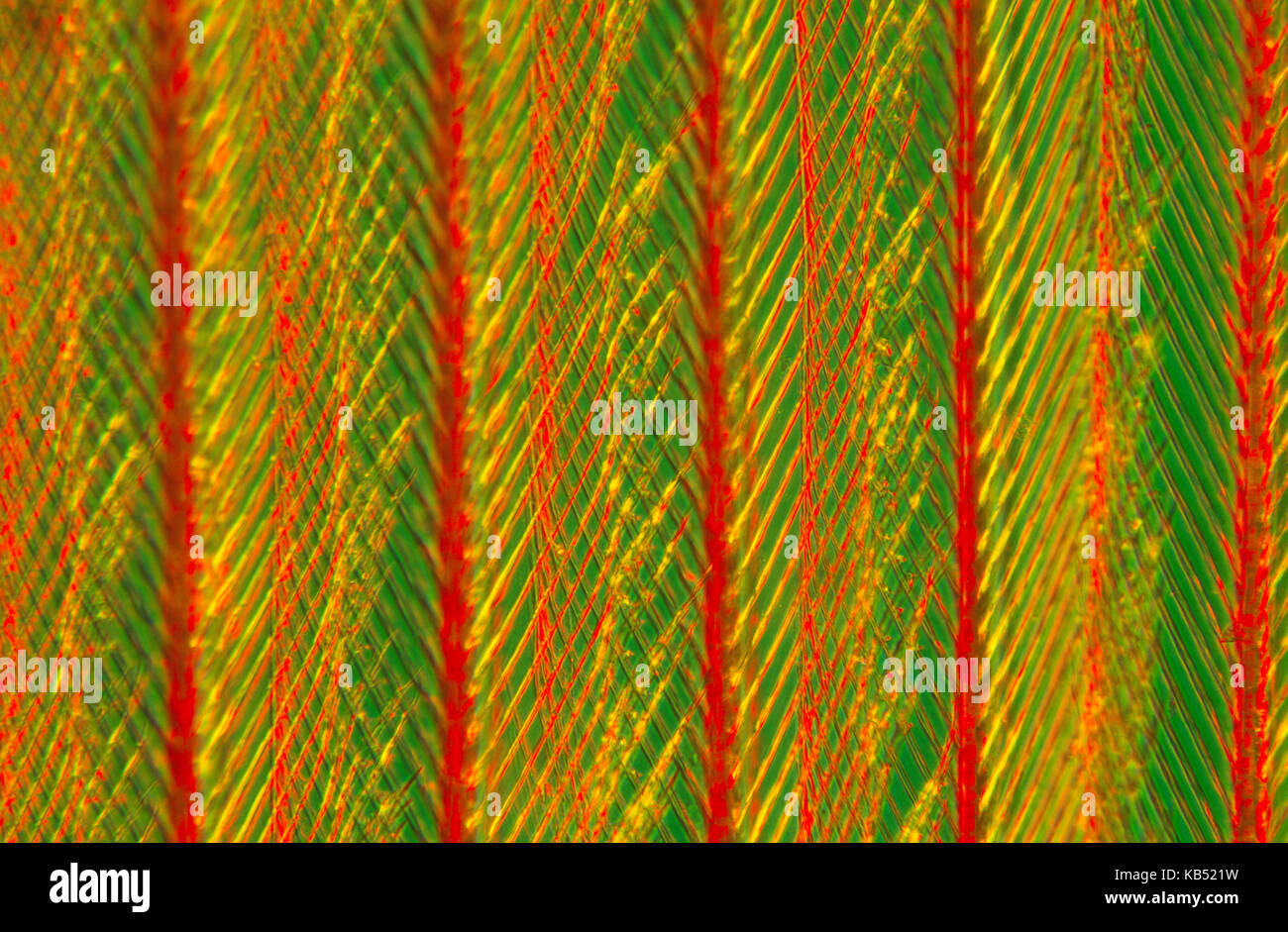 Microscopic barb hi-res stock photography and images - Alamy