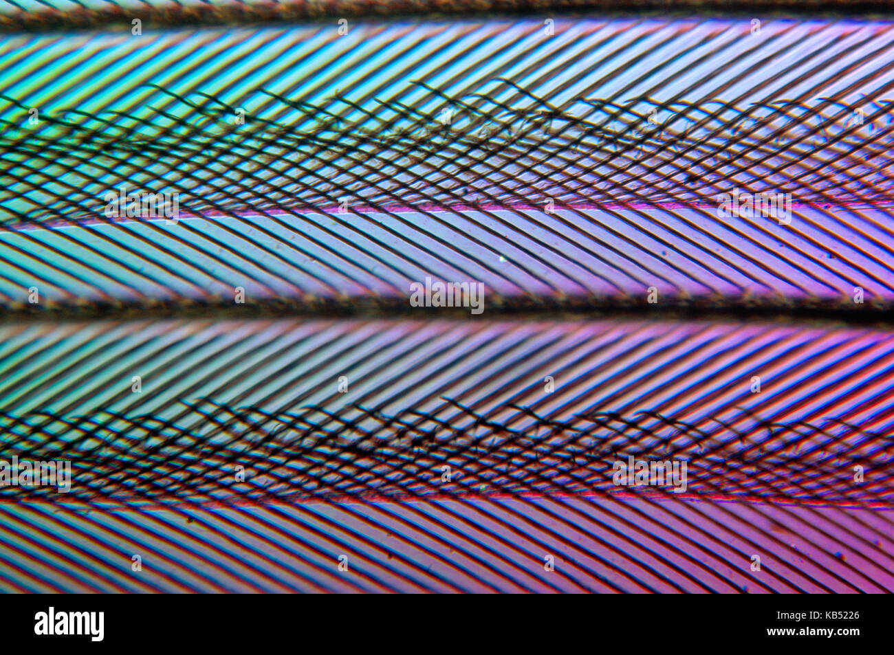 Close up of feather showing interlocking barbules Stock Photo - Alamy