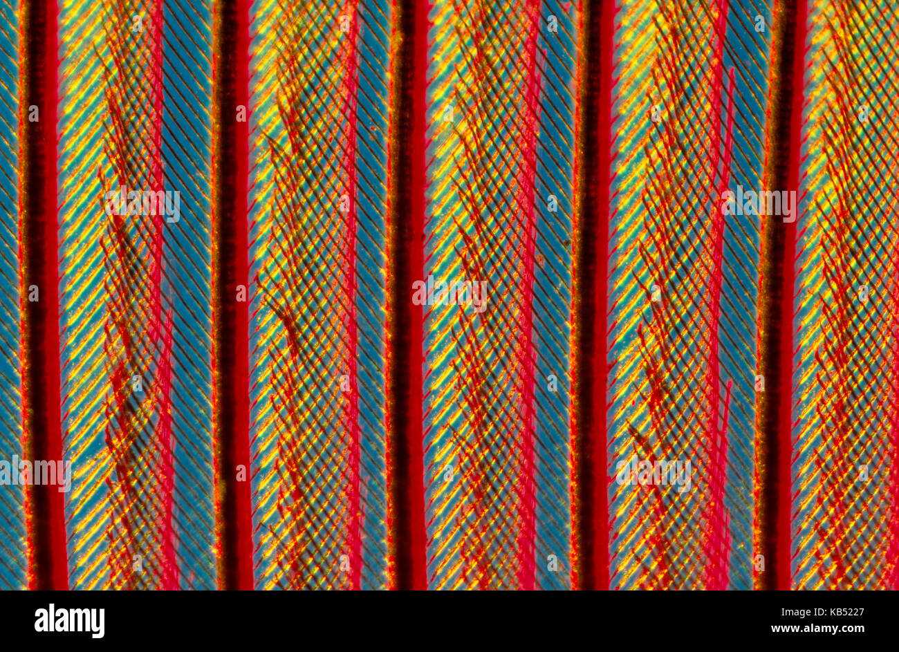 Close up of feather showing interlocking barbules Stock Photo - Alamy