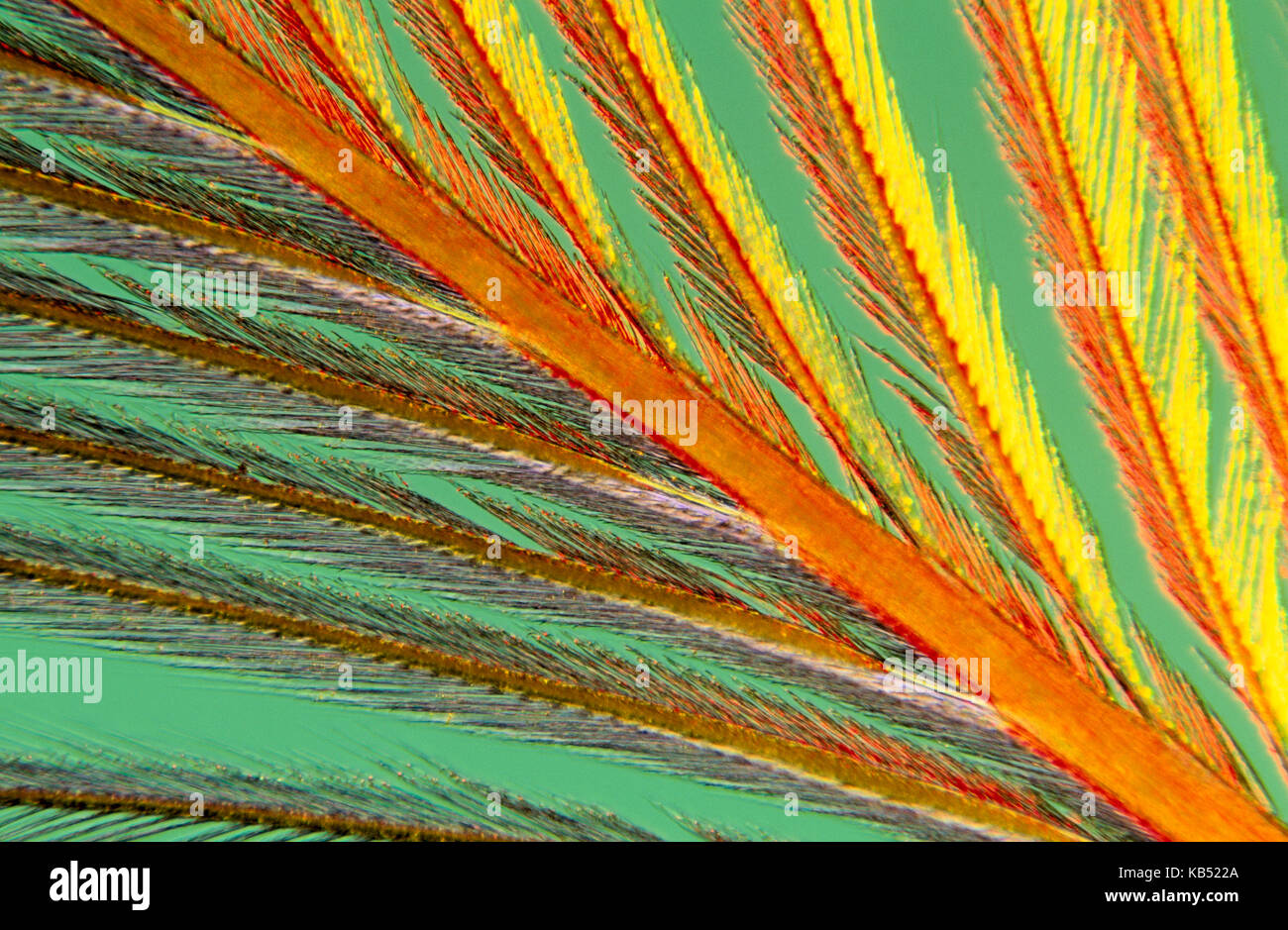 Close up of feather showing interlocking barbules Stock Photo - Alamy