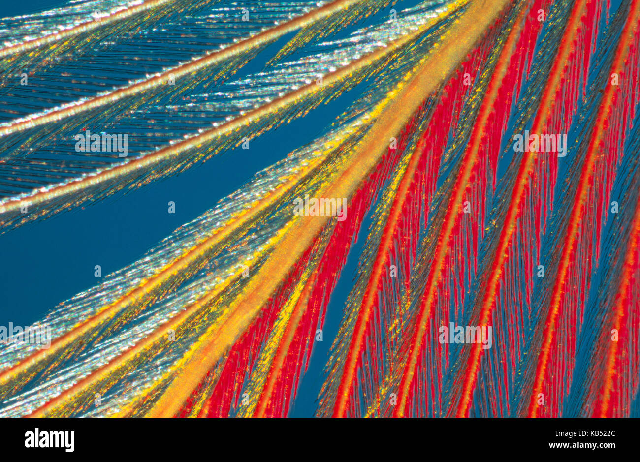 Barbicels hi-res stock photography and images - Alamy