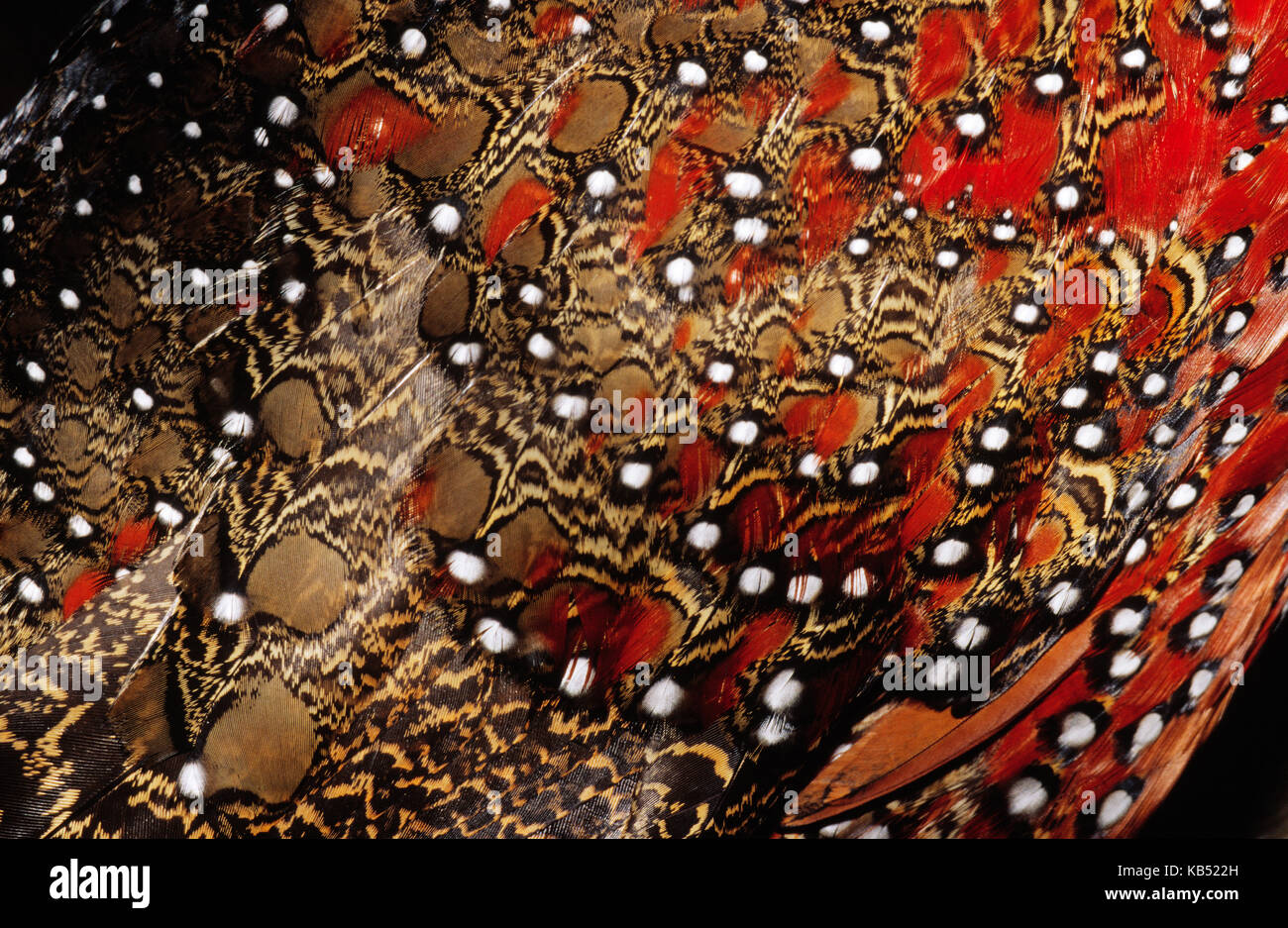 Ring-necked Pheasant (Phasianus colchicus) detail of back feathers from ...