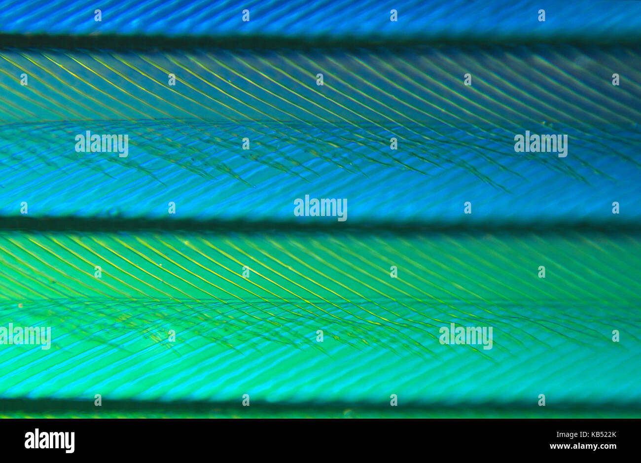 Detail of feather showing interlocking barbules Stock Photo - Alamy