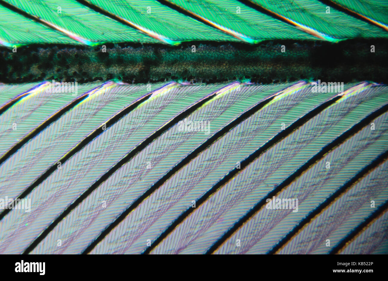 Close up of feather showing interlocking barbules Stock Photo - Alamy