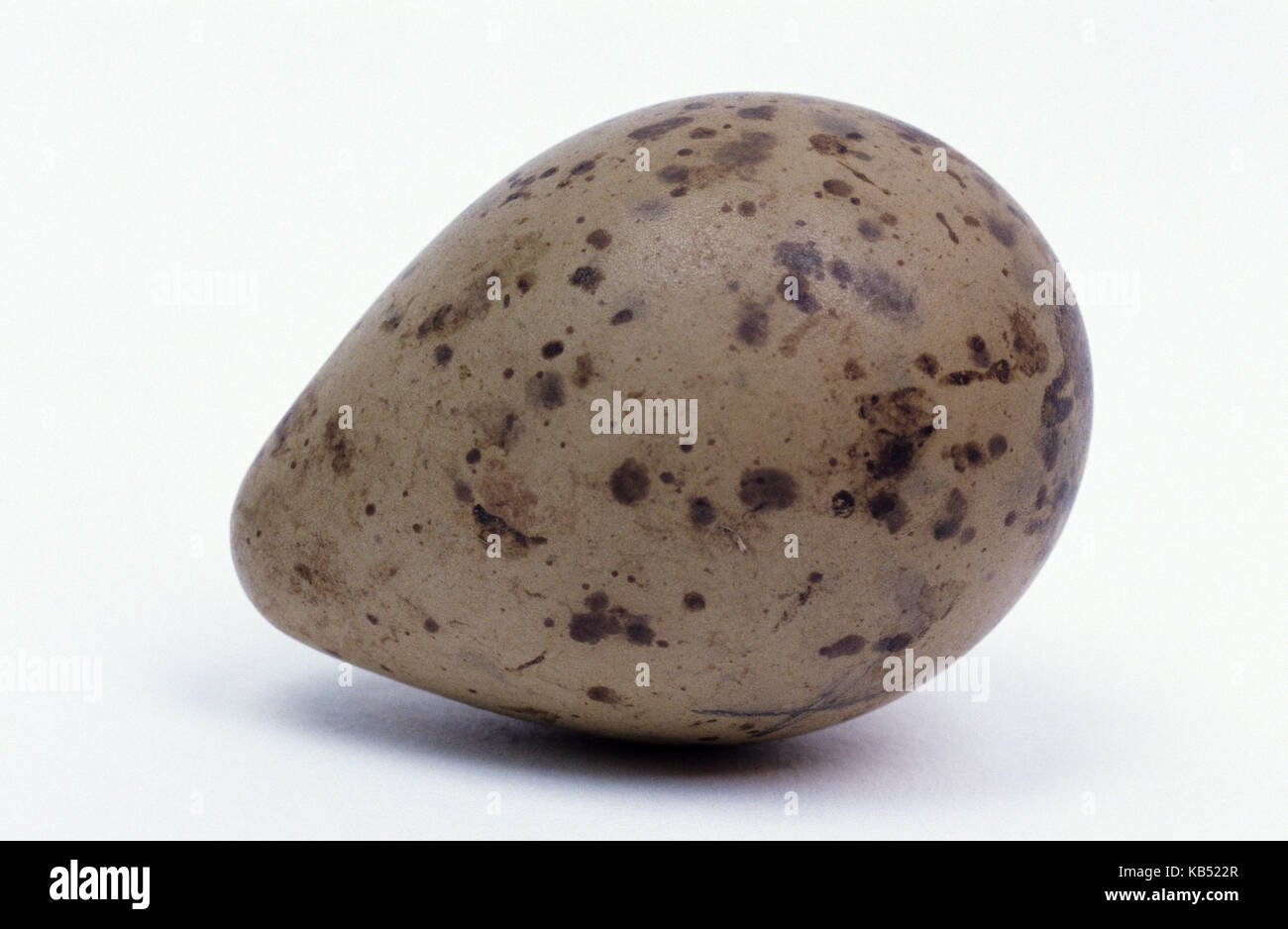 Black-tailed Godwit (Limosa limosa) egg, Europe Stock Photo - Alamy