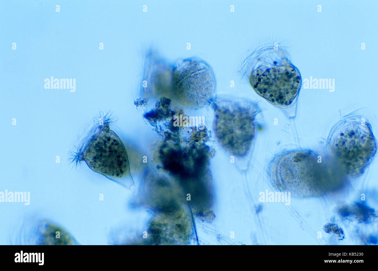 Multicellular or colonial protist hi-res stock photography and images ...