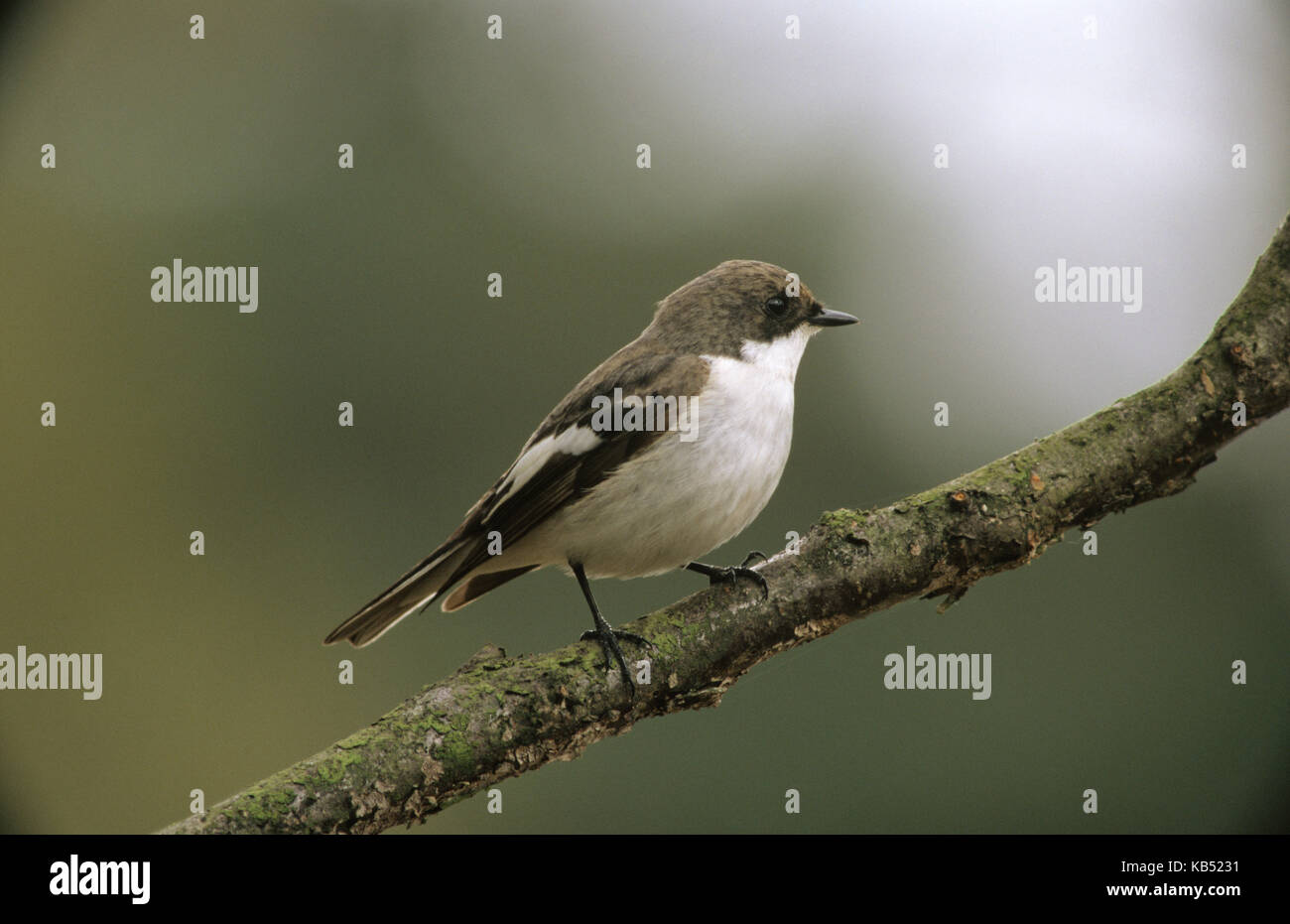 European Pied Flycatcher (Ficedula hypoleuca) male on twig, Europe ...