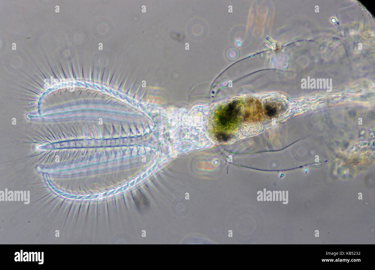 Rotifer or rotifers or stephanoceros hi-res stock photography and ...