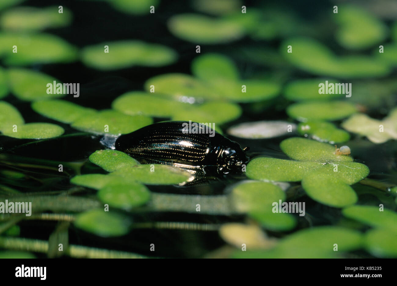 Whirligig beetle pond High Resolution Stock Photography and Images - Alamy