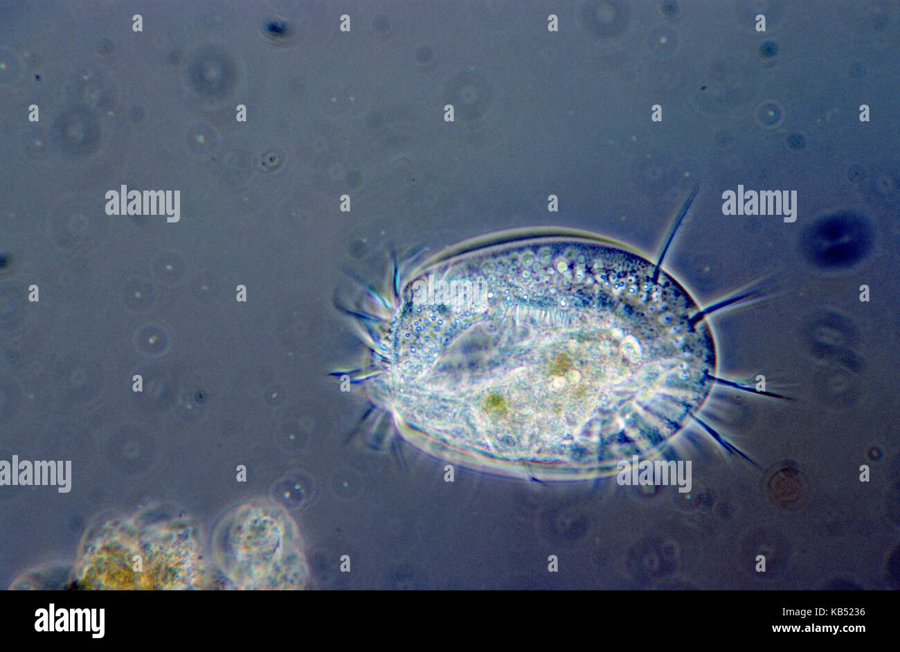 Protist Examples With Scientific Names