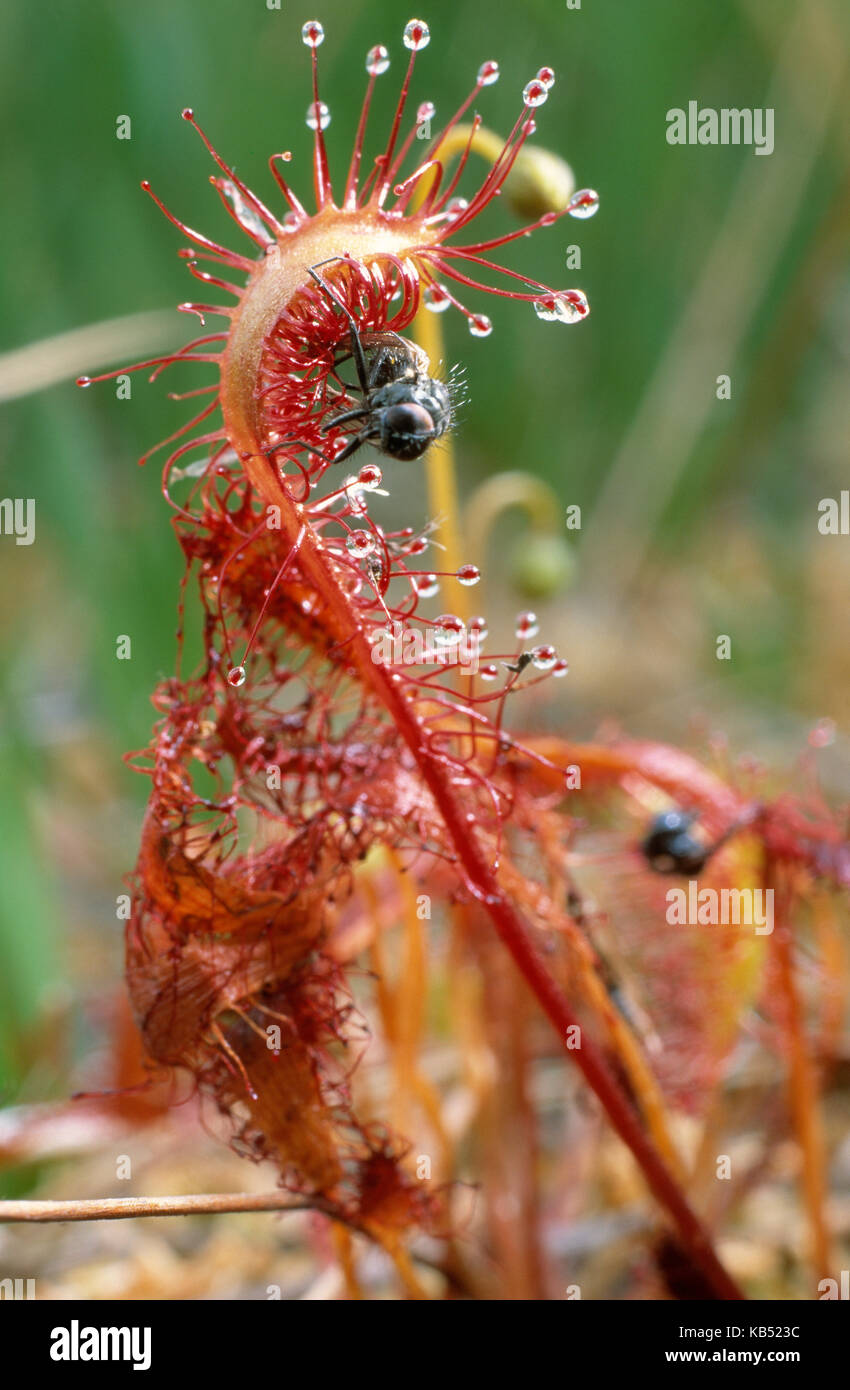Plant trapping insect hi-res stock photography and images - Alamy