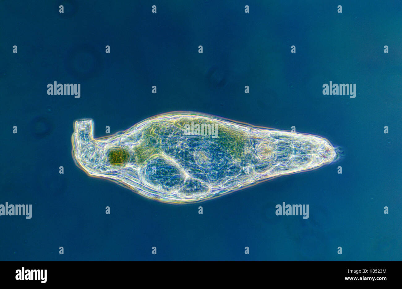 Rotifer (Rotaria rotatoria) a microscopically small animal with a ...