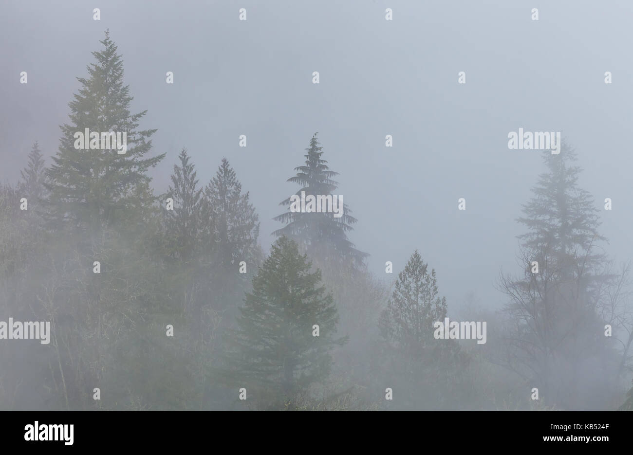 Thick fog covered the pine forest in North Cascade National Park ...