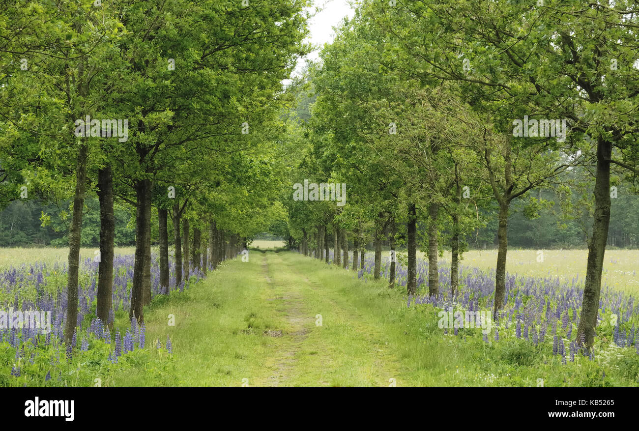 Narrow-leaved Blue Lupin (Lupinus angustifolius) and trees lining a ...