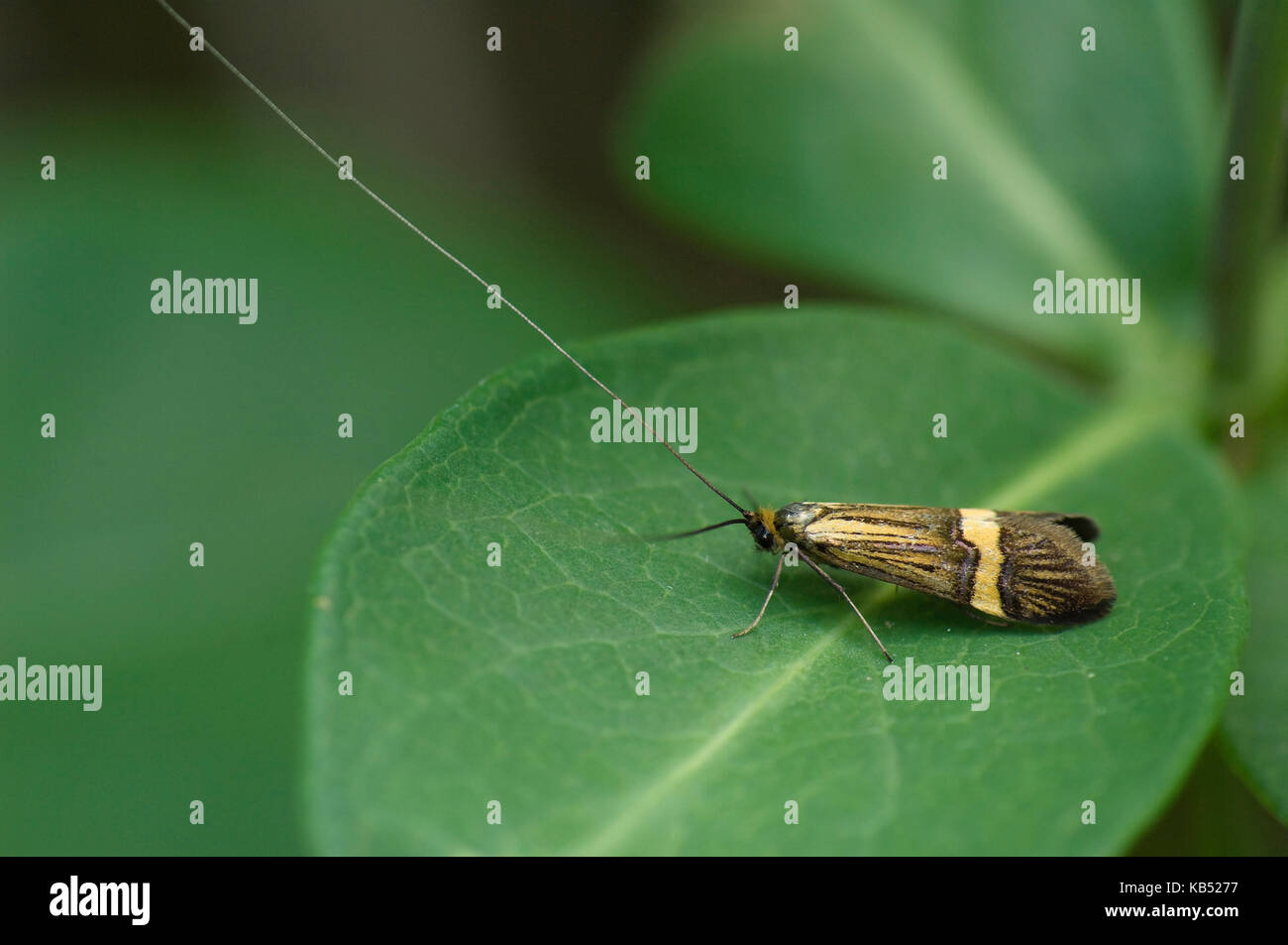 Longhorn Moth (Nemophora degeerella) on Honeysuckle (Lonicera sp) leaf ...