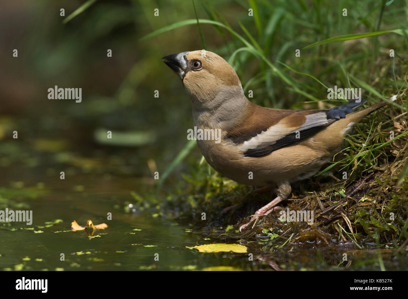 Hawfinch (Coccothraustes coccothraustes) female at water's edge ...