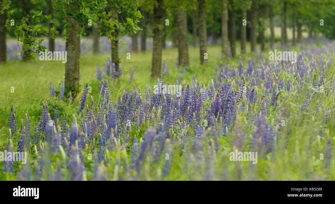 Narrow-leaved Blue Lupin (Lupinus angustifolius) flowering at edge of ...