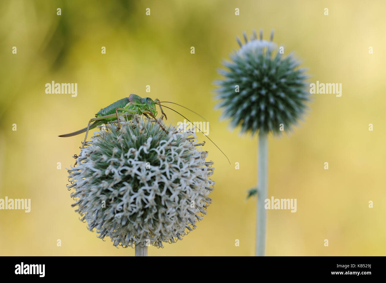 Catalonixeb hi-res stock photography and images - Alamy